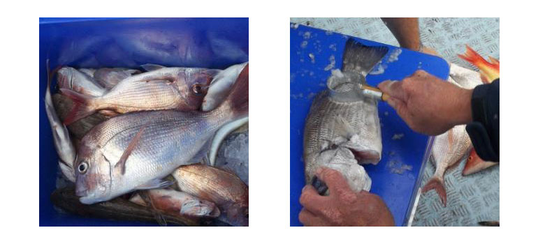 keeping - Deep End Fishing